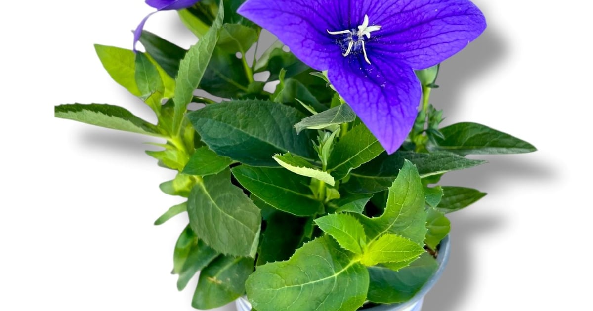 Nusy Flower Léggömbvirág, cserepes vegyes színekben