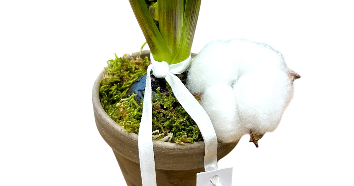 Nusy Flower Hagymás jácint gyapottal, vegyes színekben