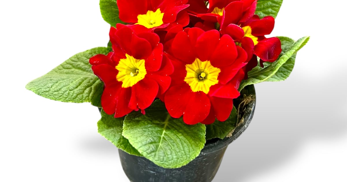 Nusy Flower Primula cserepes, vegyes színekben